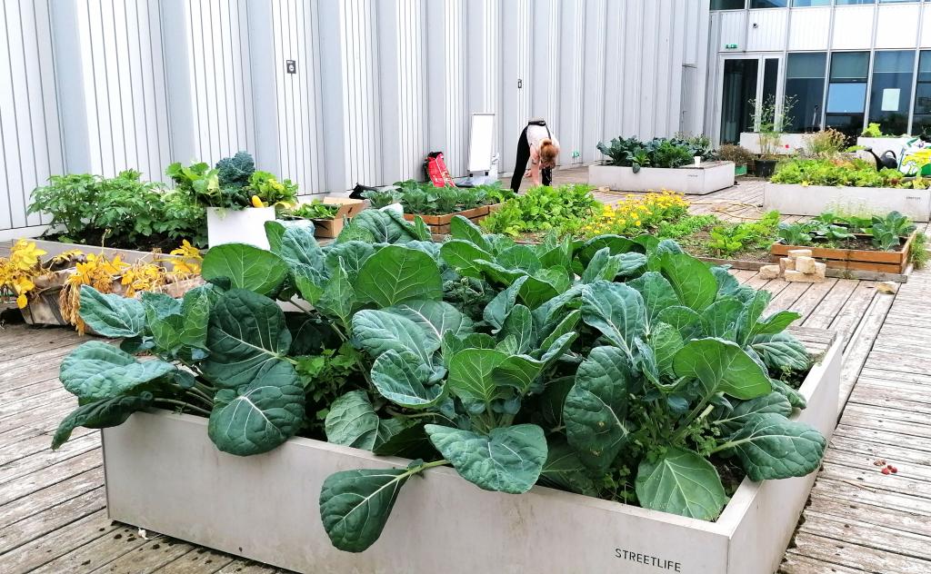 College gardens support learning and environment | City of Glasgow College
